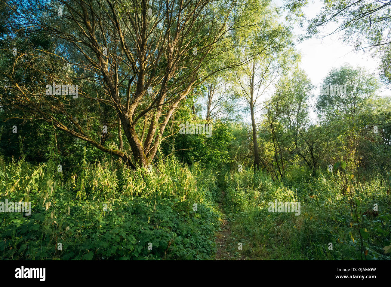 The Summer Landscape With Forest Path Going Ahead Through Bright Green ...