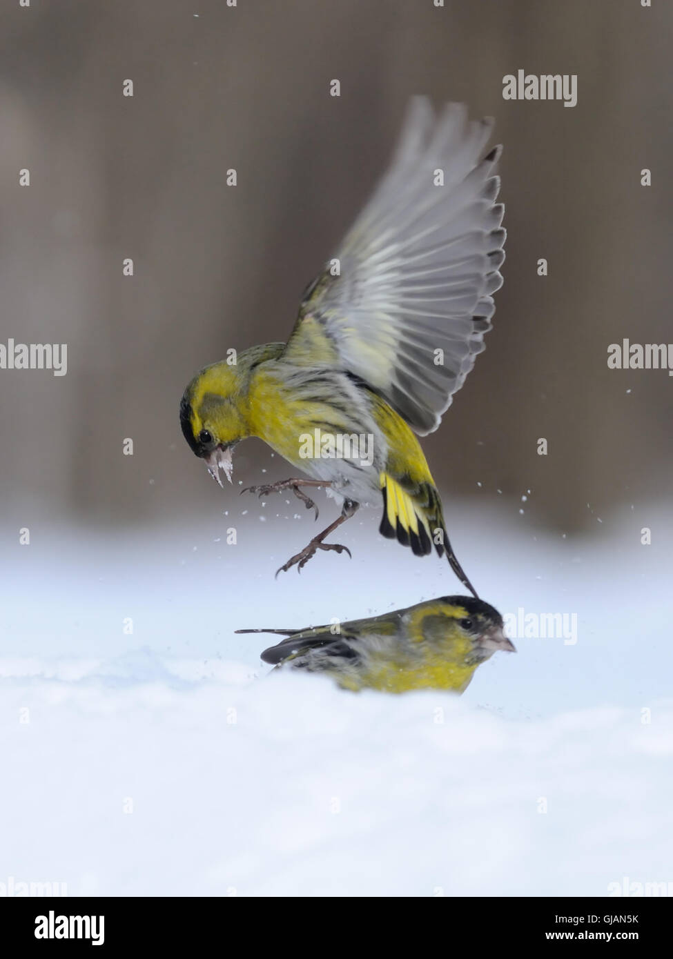 Flying Siskin (Carduelis spinus) above snowdrift. Moscow region, Russia ...