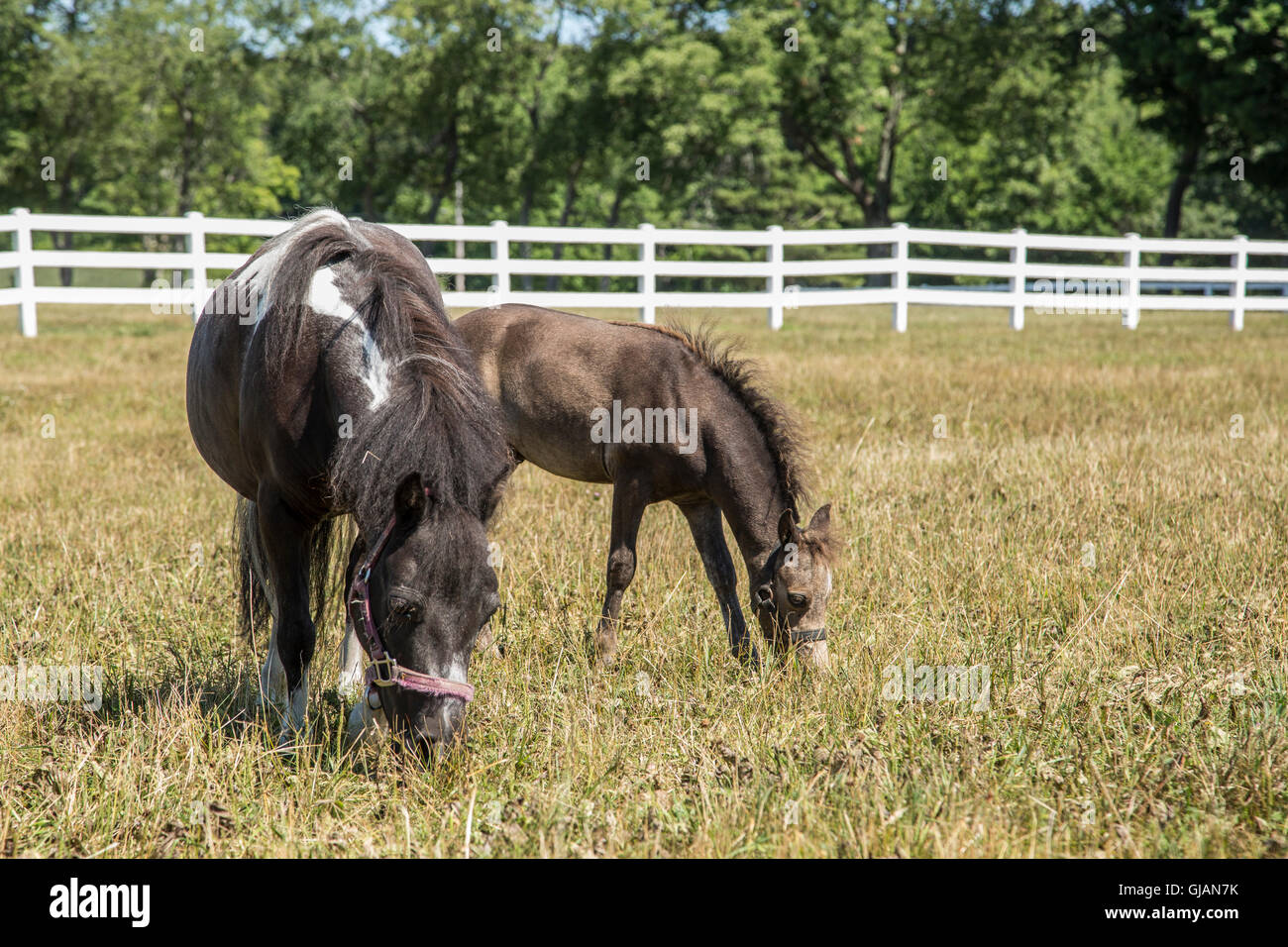 Two miniature horses in the pasture Stock Photo - Alamy