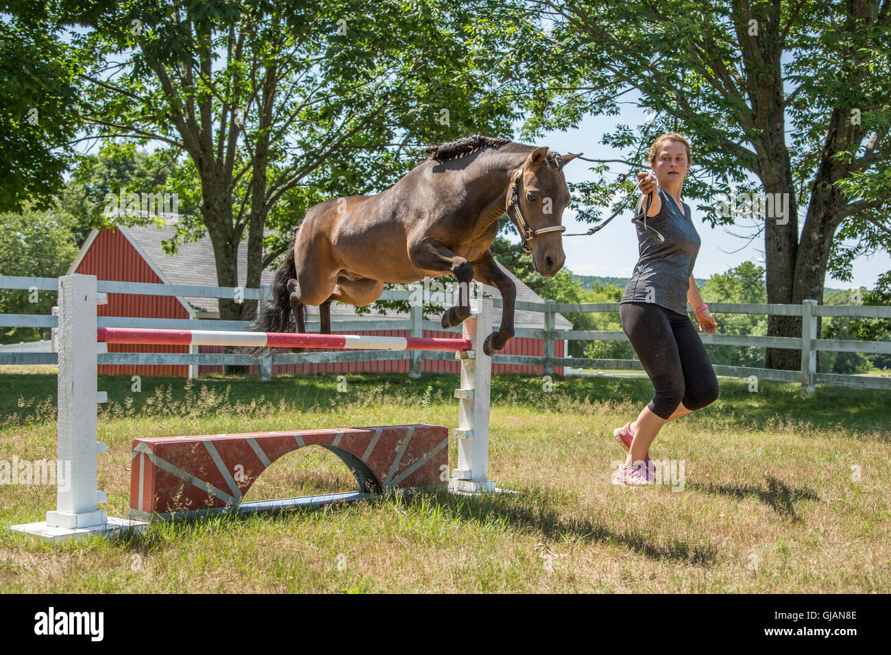 Mini Horses Jumping Really High