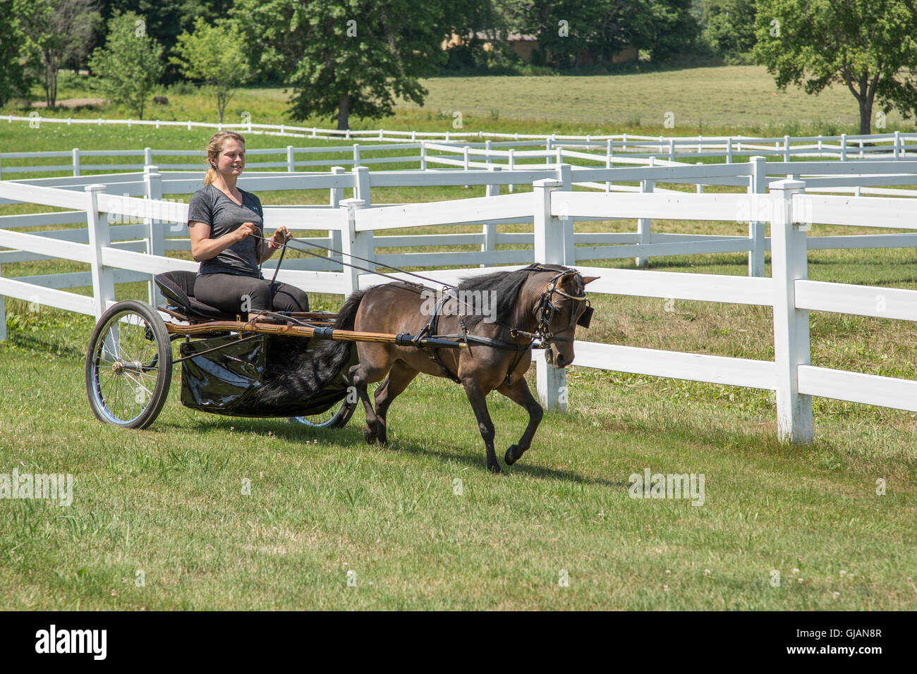 Miniature driving horse hi-res stock photography and images - Alamy