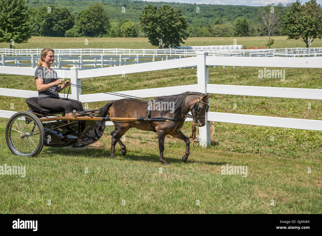 Miniature Horses Driving