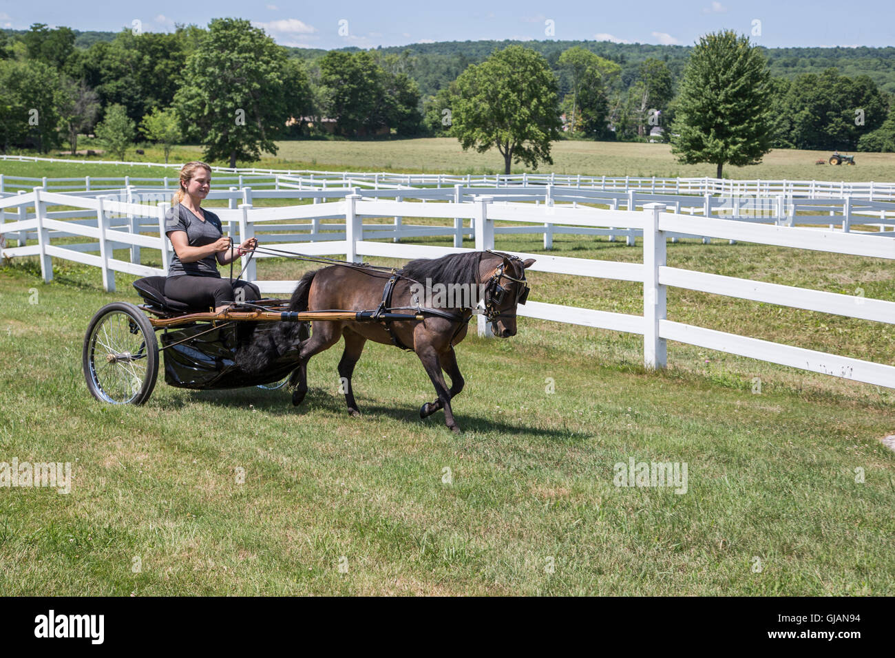 Woman driving her miniature horse in a small wagon Stock Photo - Alamy