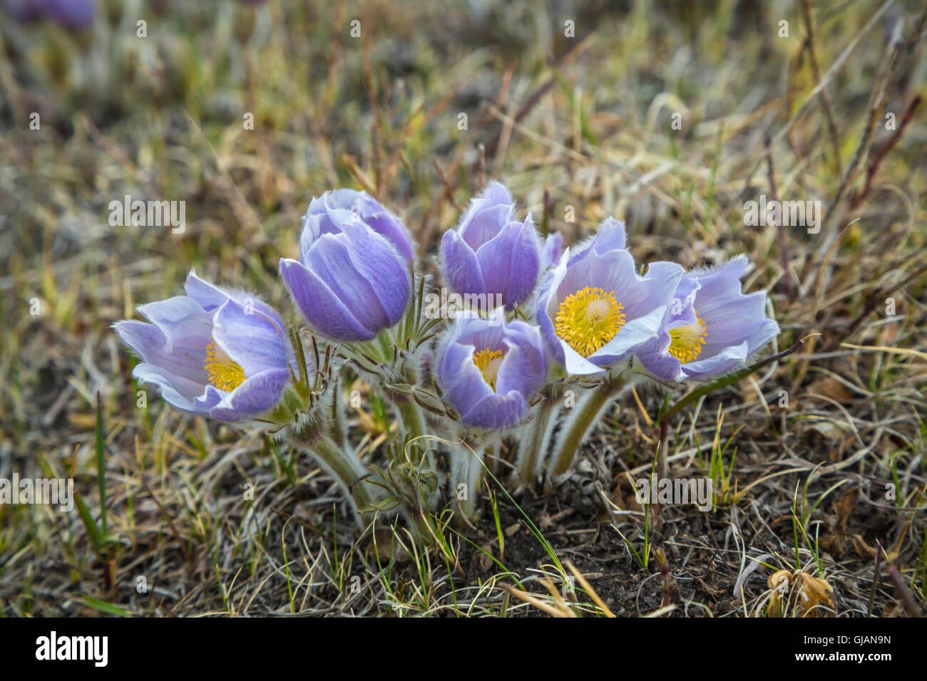 Crocus field hi-res stock photography and images - Alamy