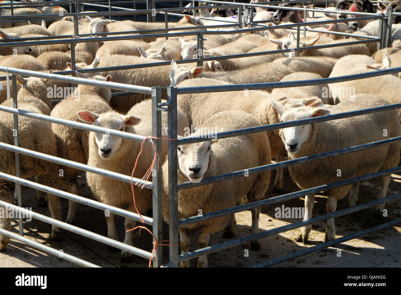 Sheep enclosure hi-res stock photography and images - Alamy