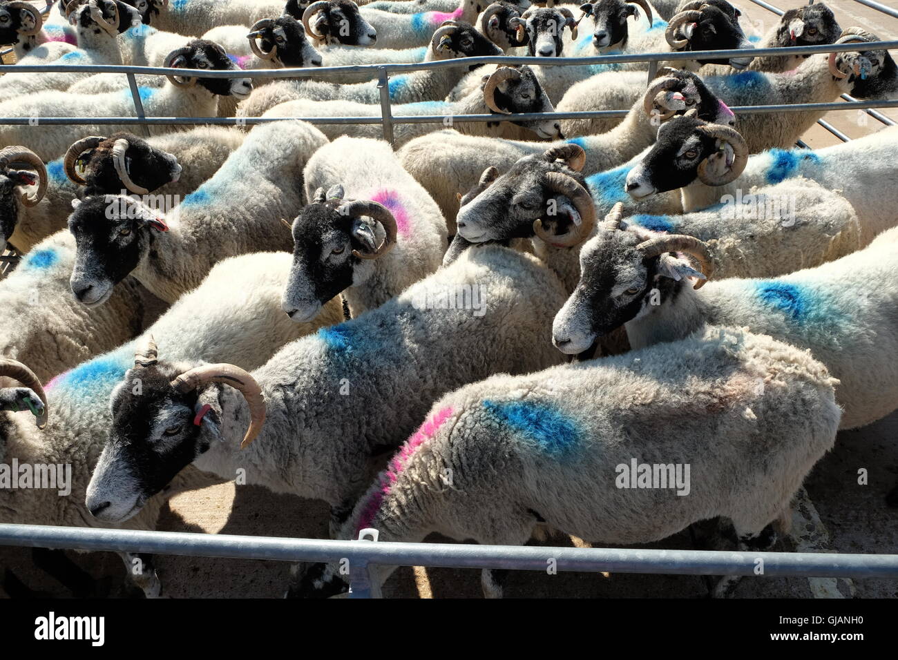 Sheep at auction Stock Photo - Alamy