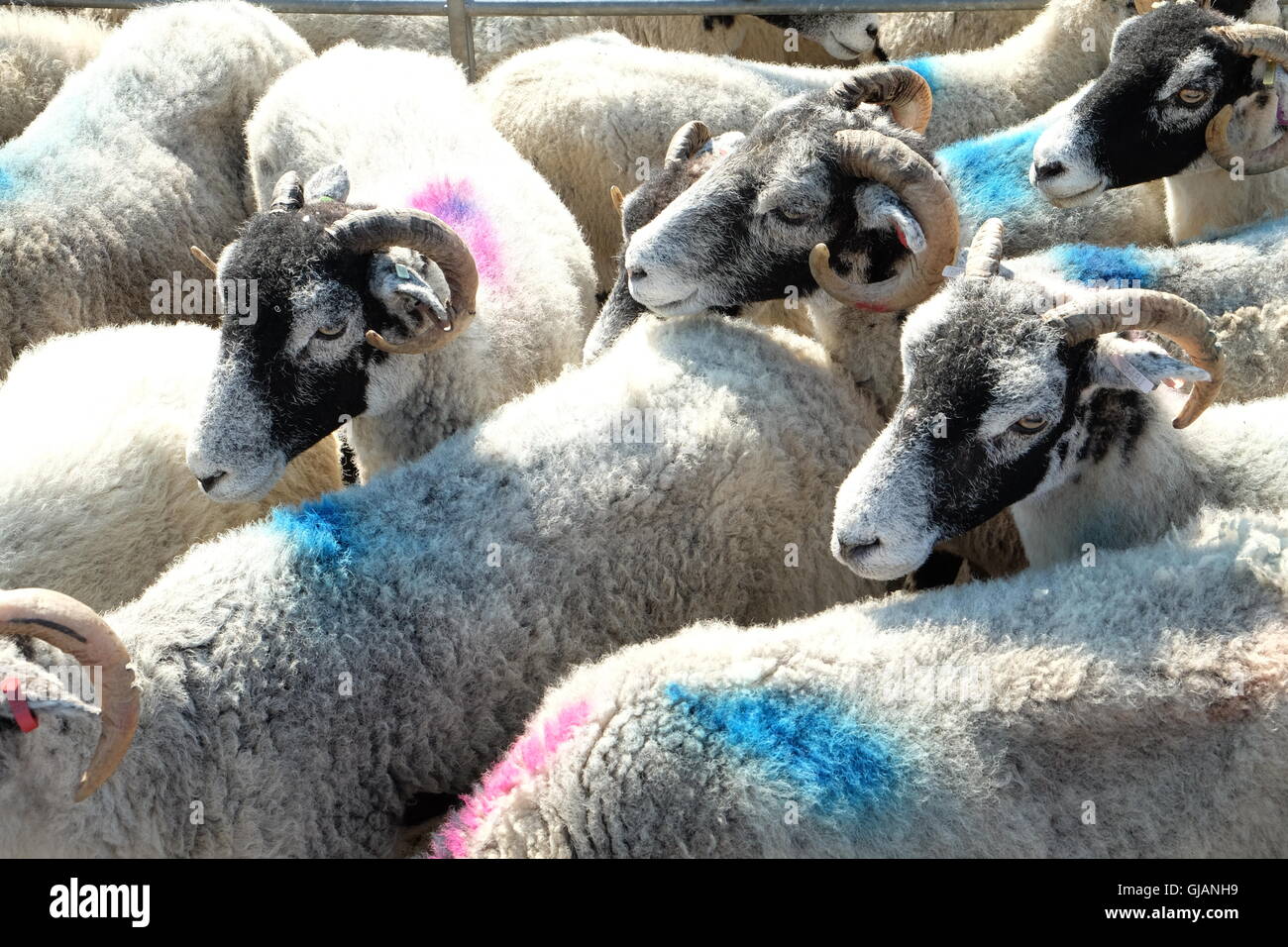Sheep at auction Stock Photo - Alamy