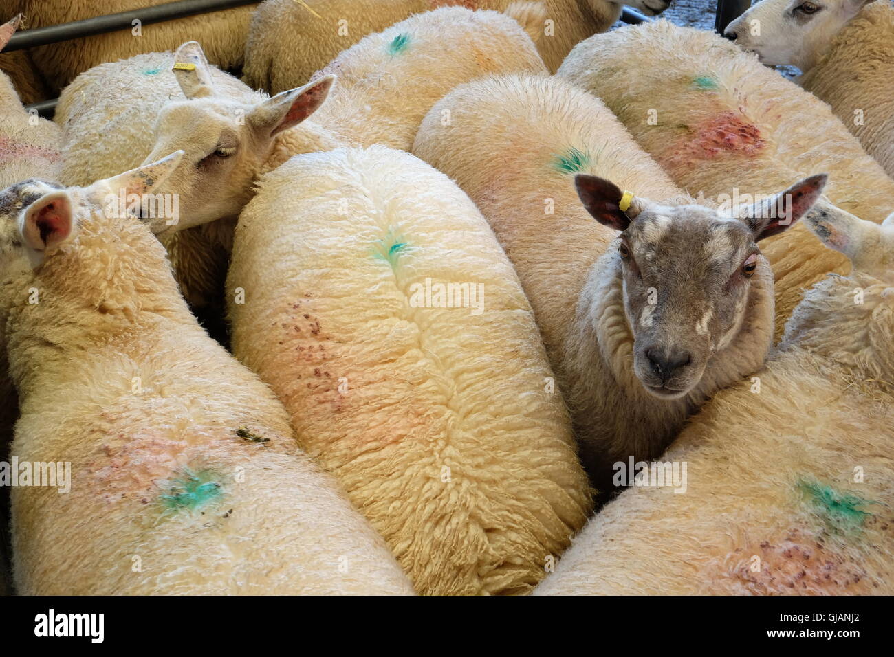 Sheep crush hi-res stock photography and images - Alamy