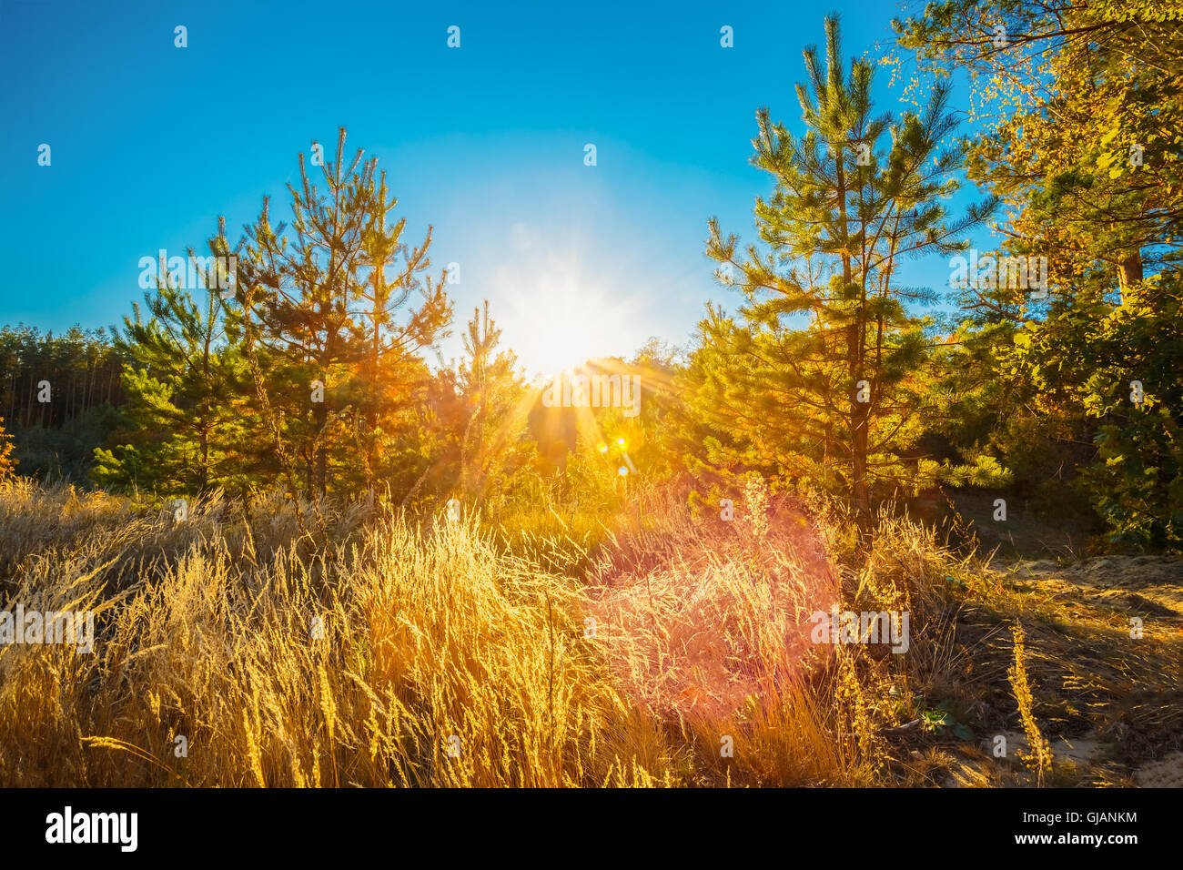 Sunflares hi-res stock photography and images - Alamy