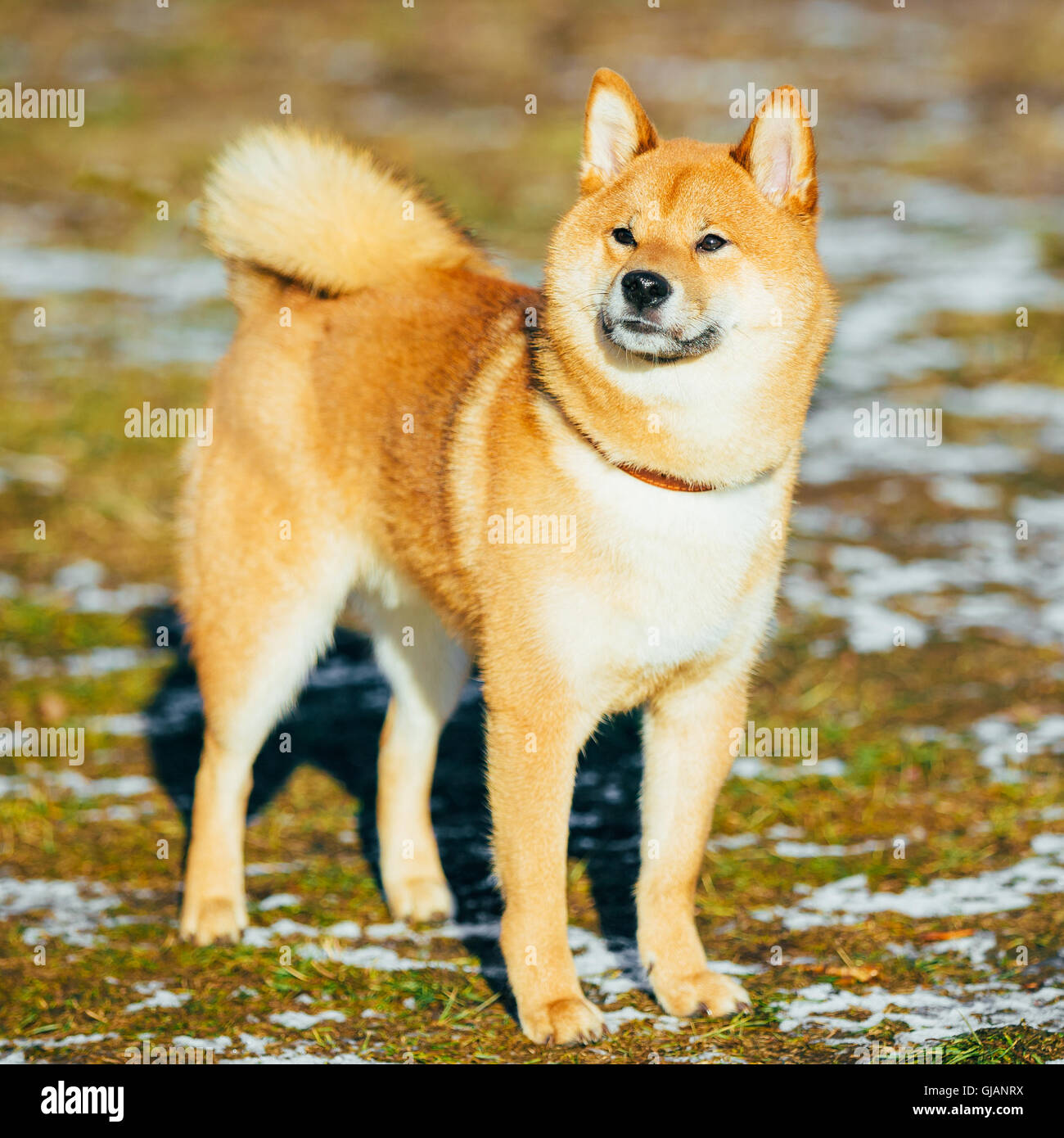 Beautiful Young Red Shiba Inu Puppy Dog Staying Outdoor In Spring Stock ...