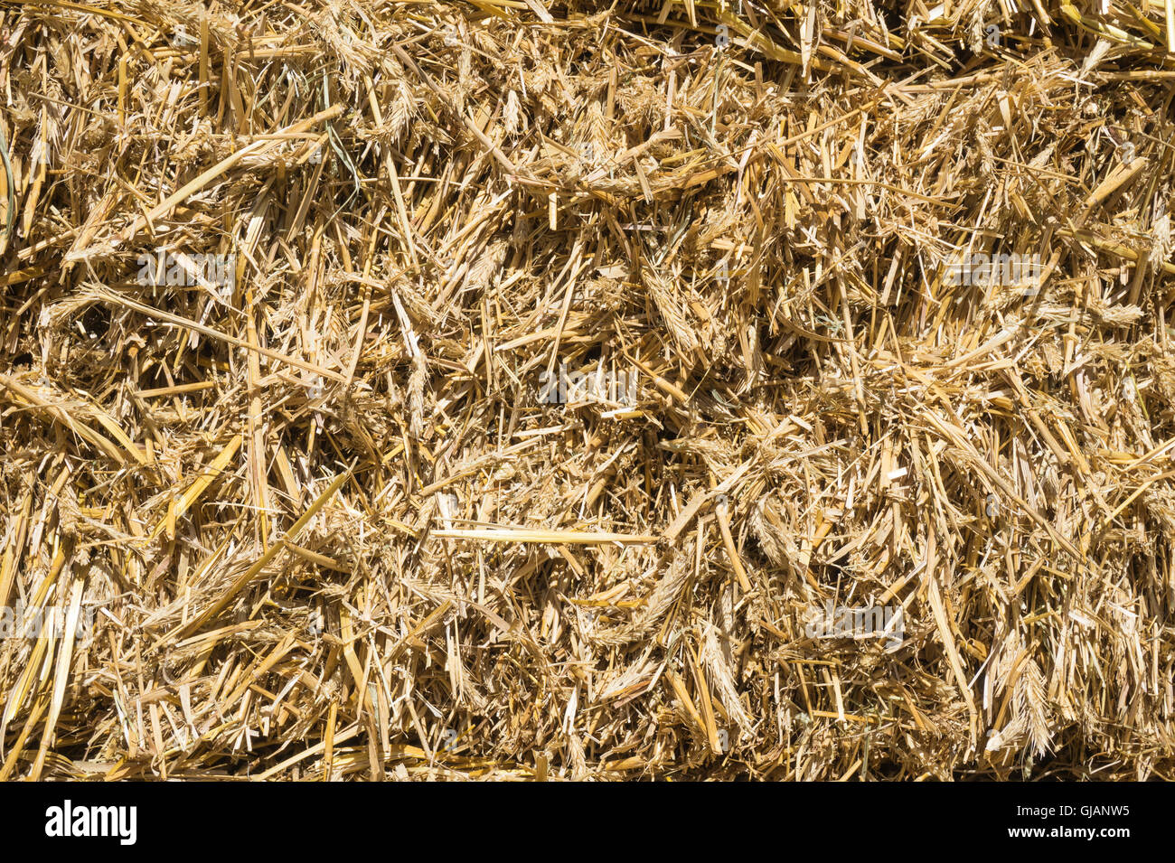 Bales of compressed straw rye close-up shot Stock Photo - Alamy