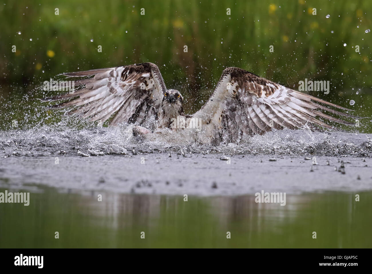 Wild Osprey (Pandion haliaetus) fishing in Aviemore, Highland, Scotland ...