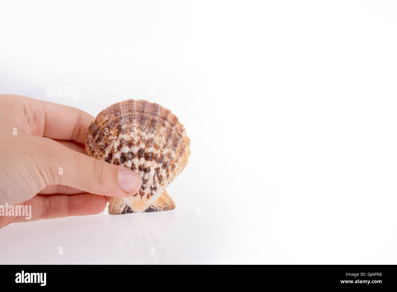 Hand holding Beautiful sea shell on a white background Stock Photo - Alamy