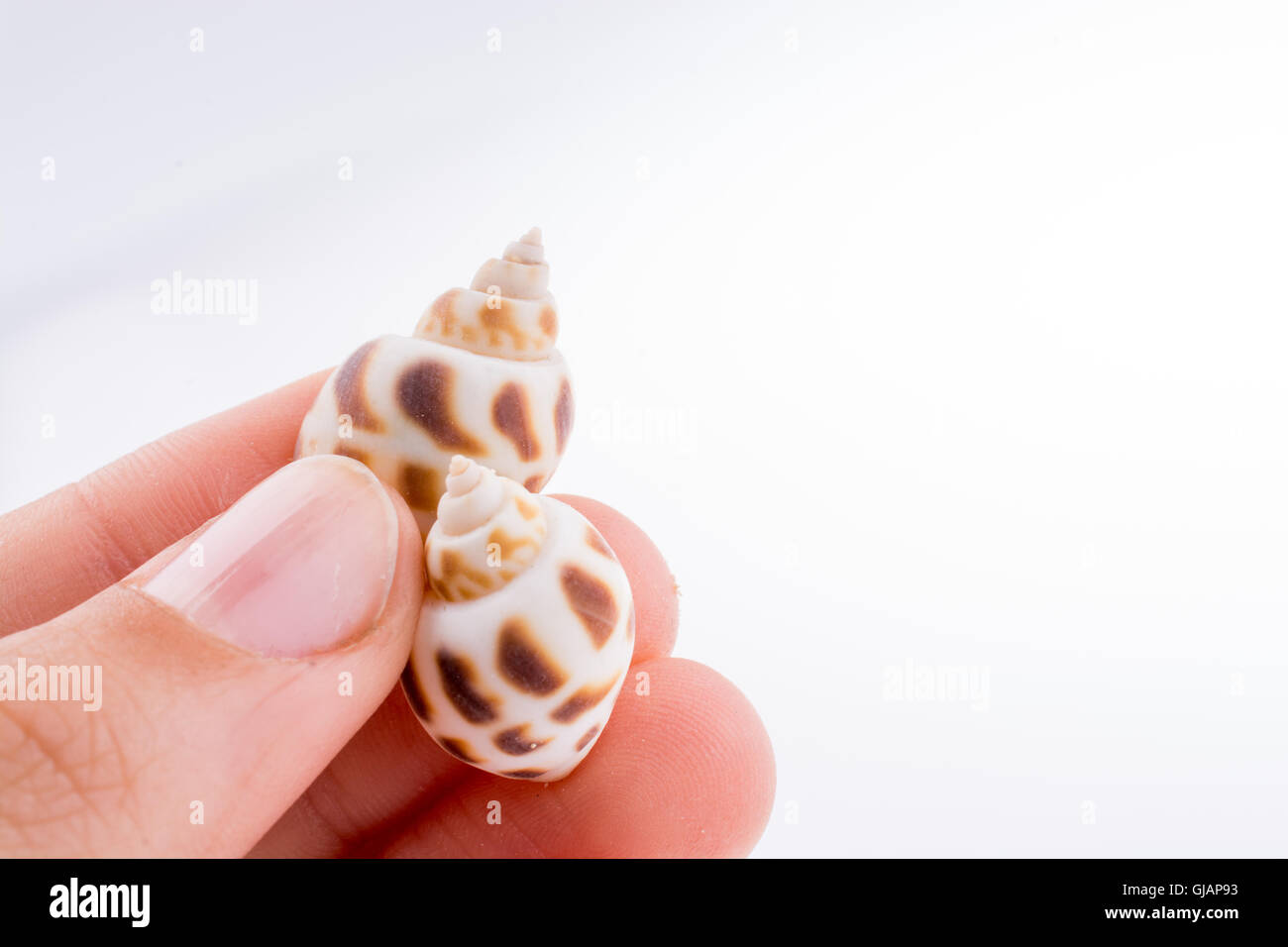 Hand holding Beautiful sea shell on a white background Stock Photo - Alamy
