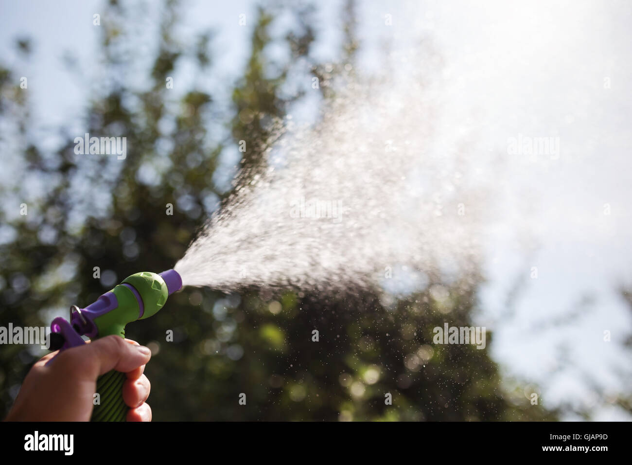 Hand with hose sprinkle watering plants in the garden Stock Photo - Alamy