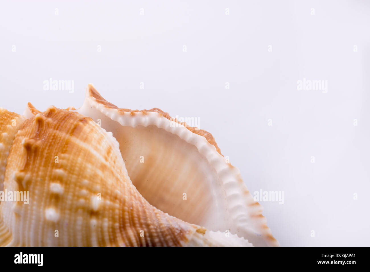 Beautiful sea shell on a white background Stock Photo - Alamy