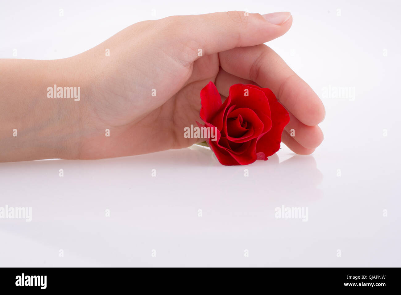Hand holding a red rose on a white background Stock Photo - Alamy