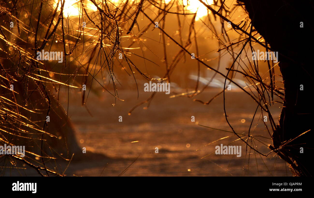 Needles backdrop hi-res stock photography and images - Alamy
