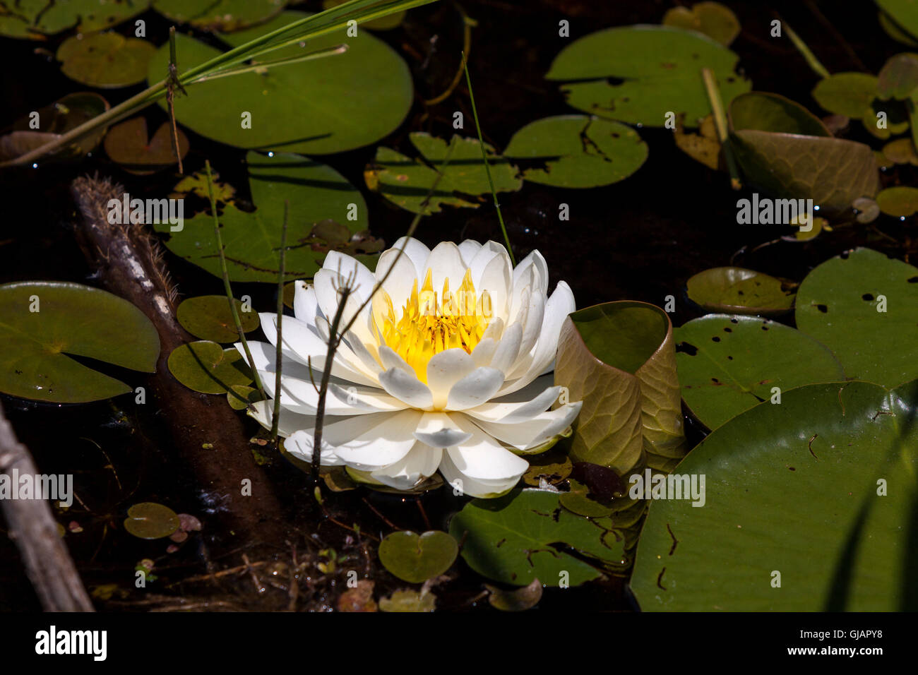 Nymphaeaceae hi-res stock photography and images - Alamy