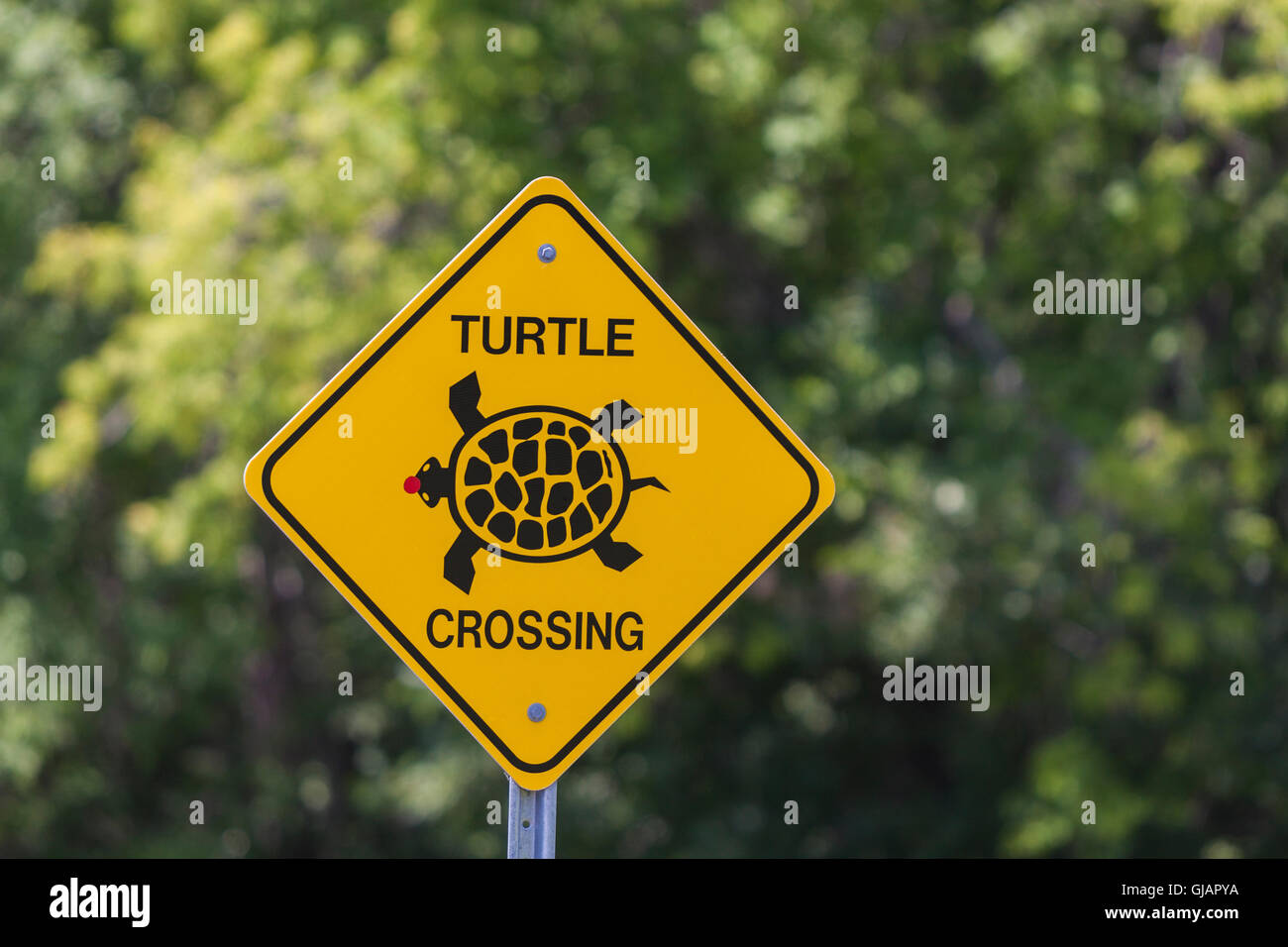 Turtle crossing sign hi-res stock photography and images - Alamy