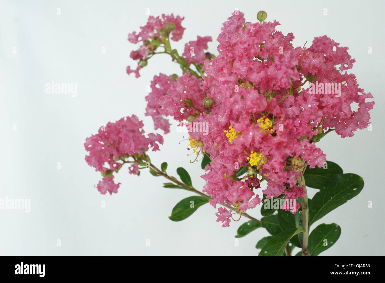 Crape myrtle flower Stock Photo - Alamy