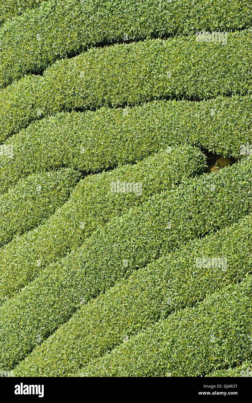 Rows of tea tree Stock Photo - Alamy