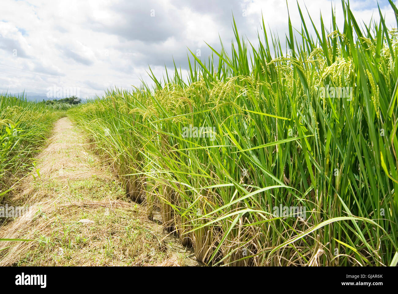 Mature Rice, Rice field with footpath Stock Photo - Alamy