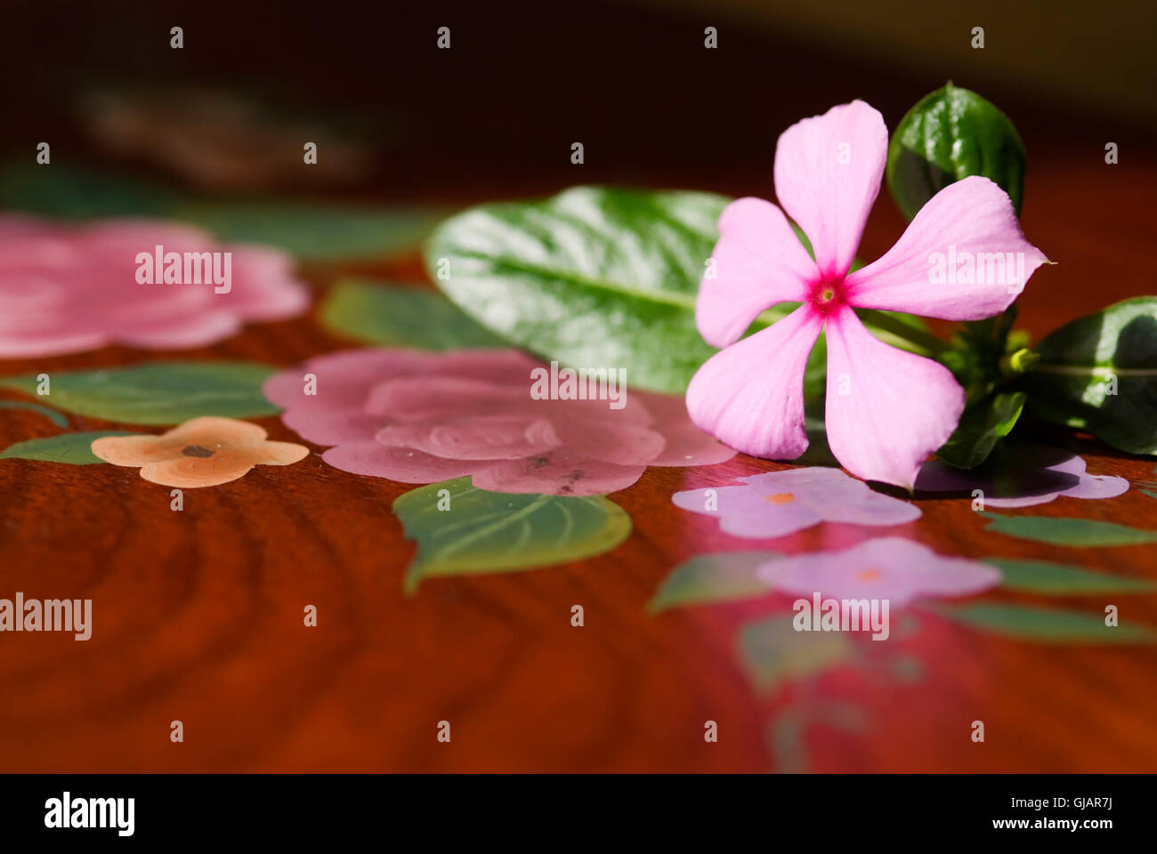 Purple flower on colored drawing table Stock Photo - Alamy