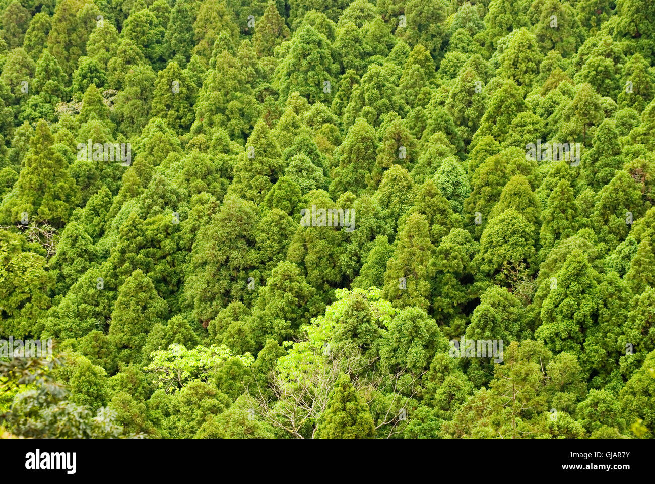 Pine trees in spring forest Stock Photo - Alamy