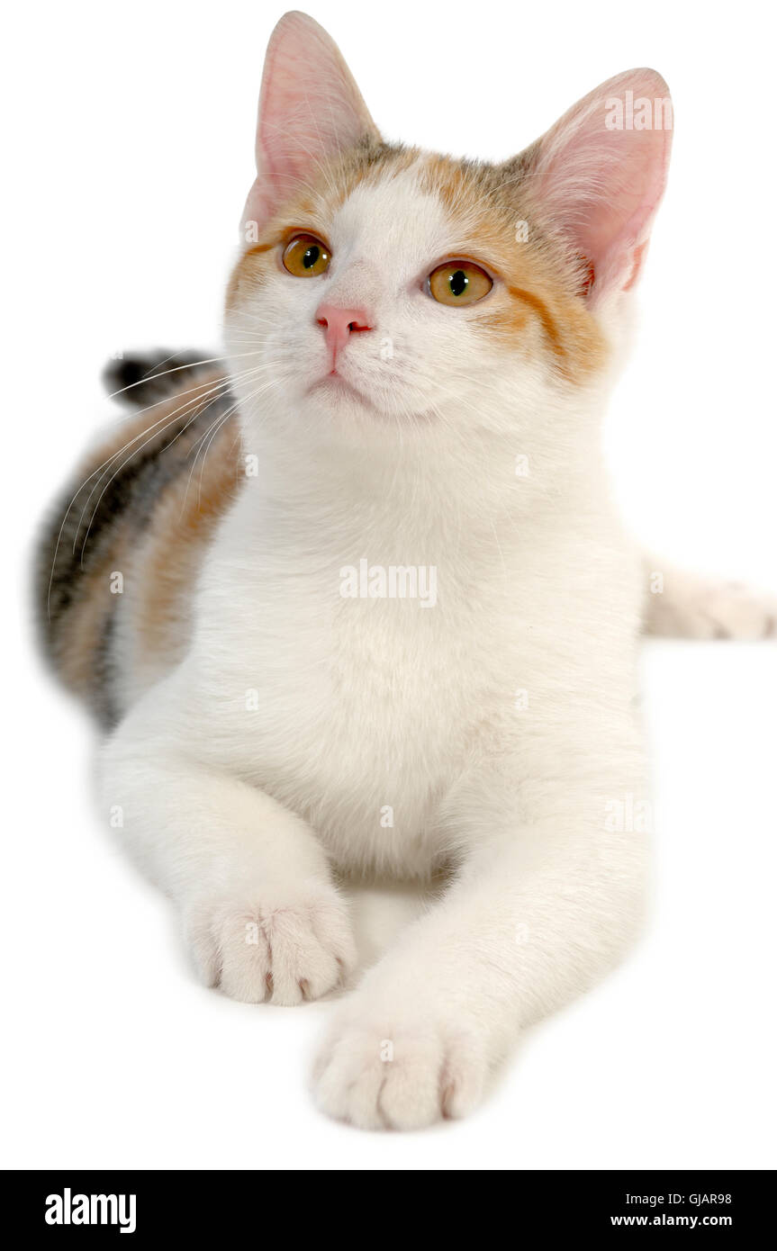 Cat on white background Stock Photo - Alamy