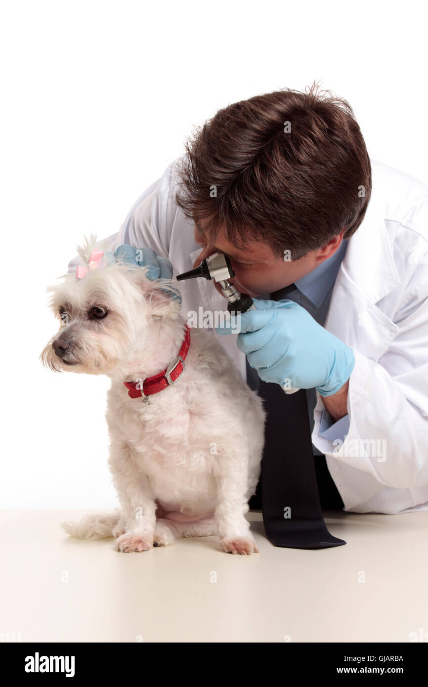 Vet checking dog Stock Photo - Alamy