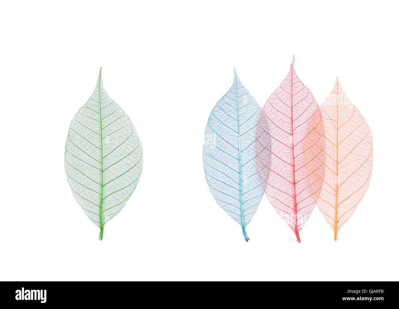 Real leaf with detail vein and various colors Stock Photo - Alamy