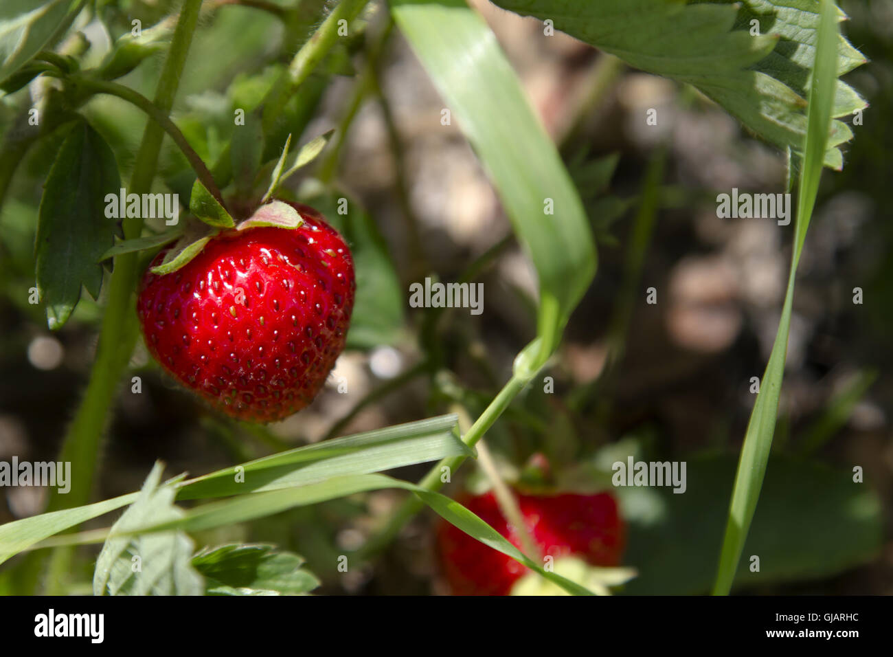 Strawberrie picking hi-res stock photography and images - Alamy