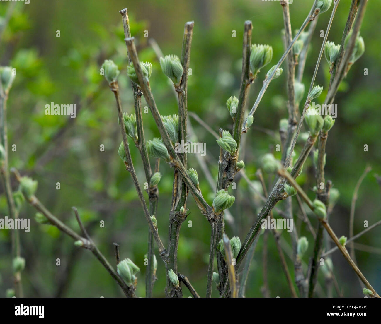 Composition of nature hi-res stock photography and images - Alamy