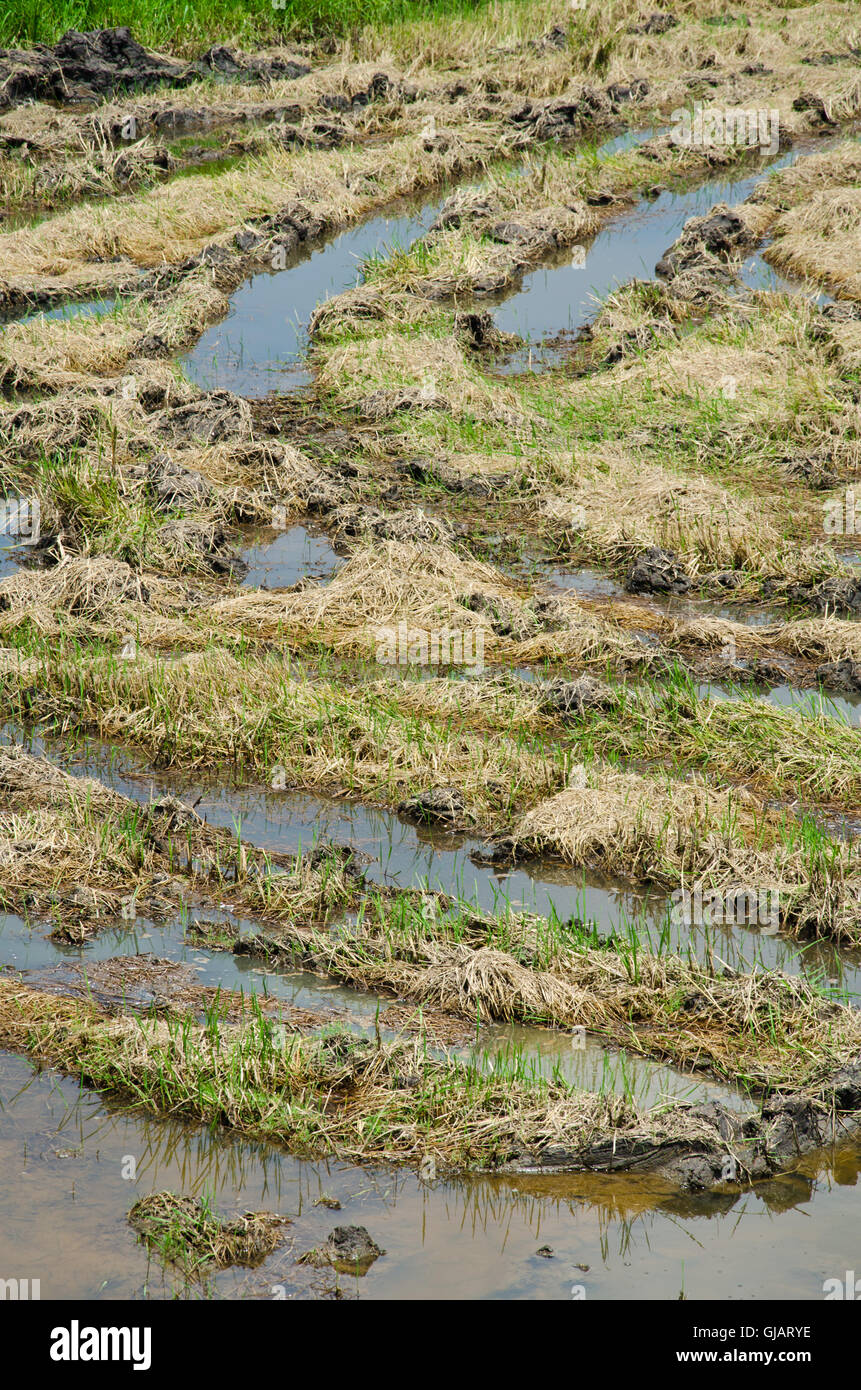 Field full of mud Stock Photo - Alamy