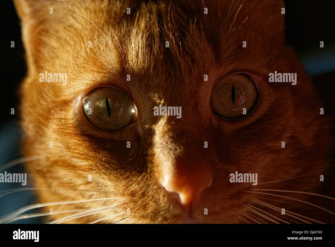 Cat shock hi-res stock photography and images - Alamy