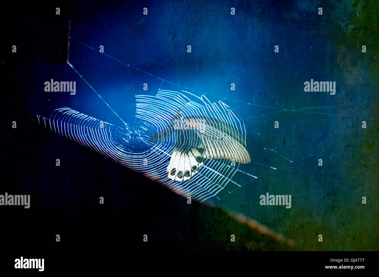 Fly caught in spiderweb hi-res stock photography and images - Alamy