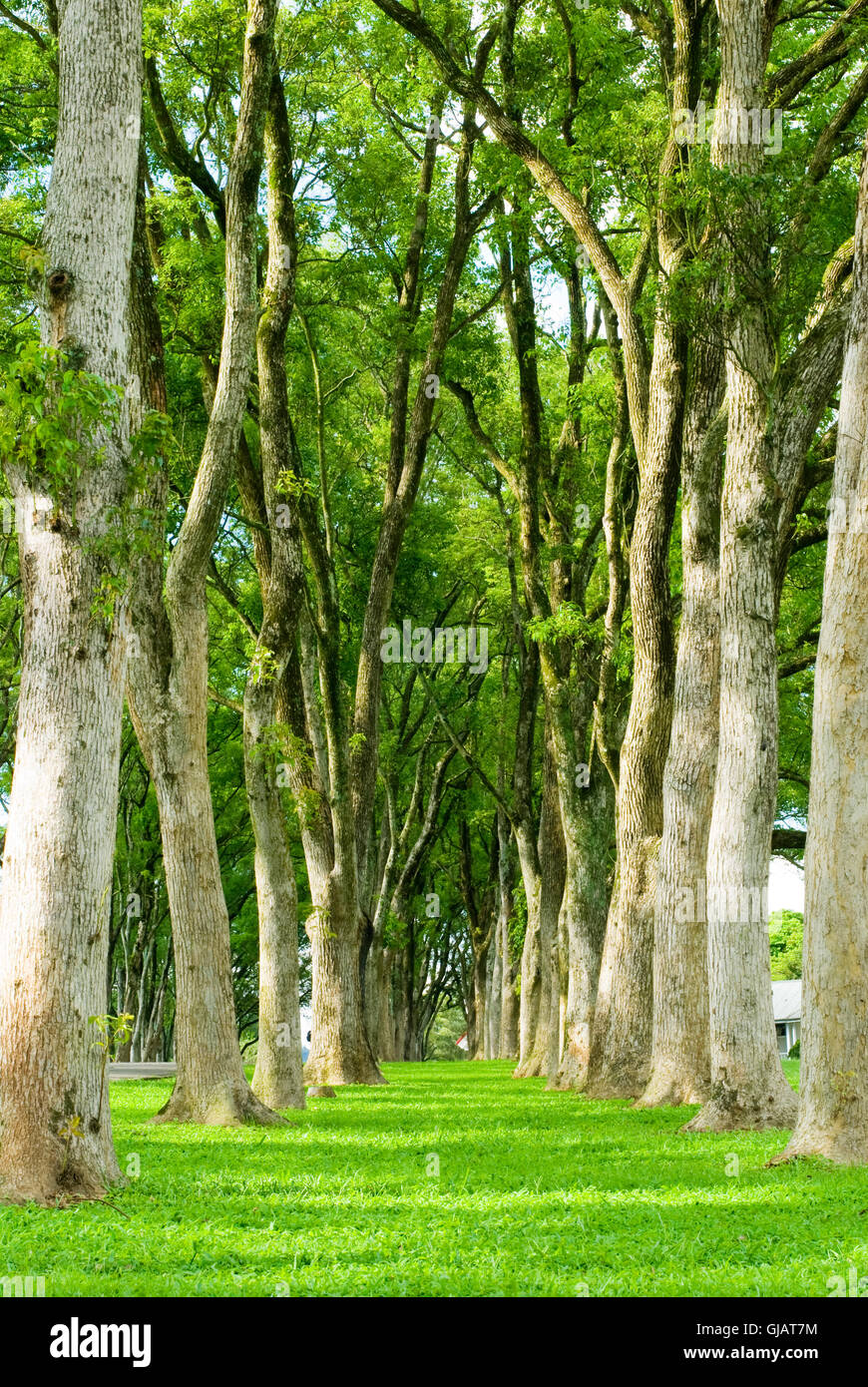 rows of trees and path in green grass Stock Photo - Alamy