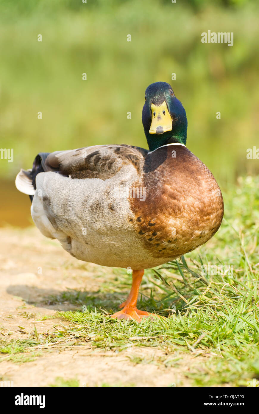 Duck stand hi-res stock photography and images - Alamy