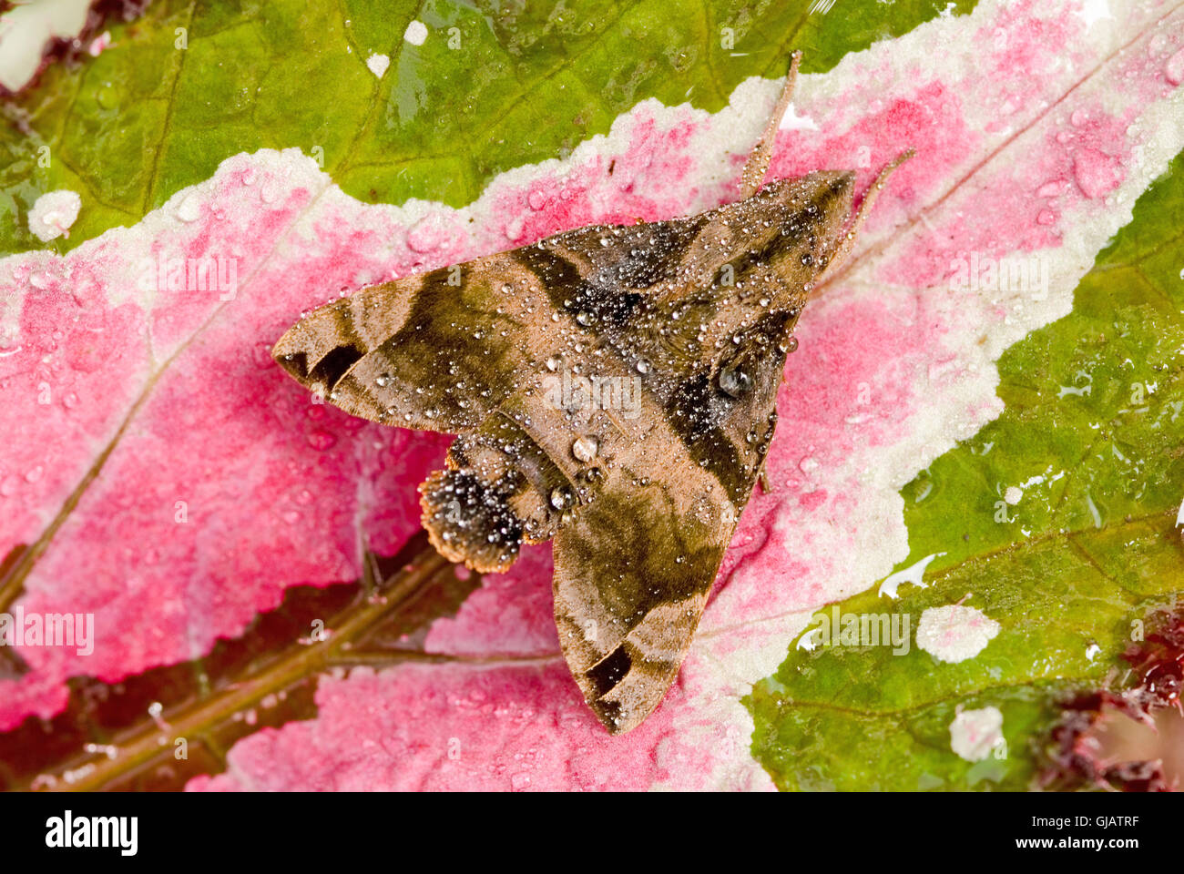 Triangle moth hi-res stock photography and images - Alamy