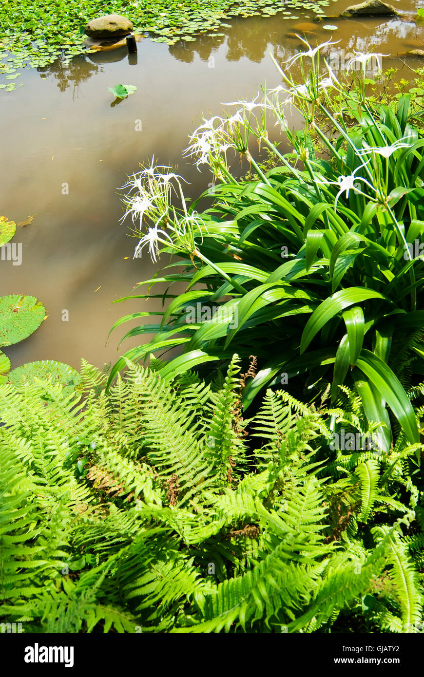 Little pond with ferns and flowers Stock Photo - Alamy