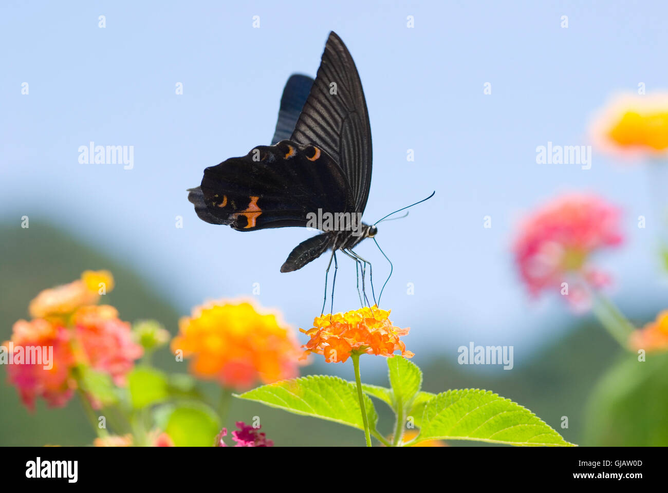 Big black swallowtail butterfly flying under blue sky Stock Photo - Alamy