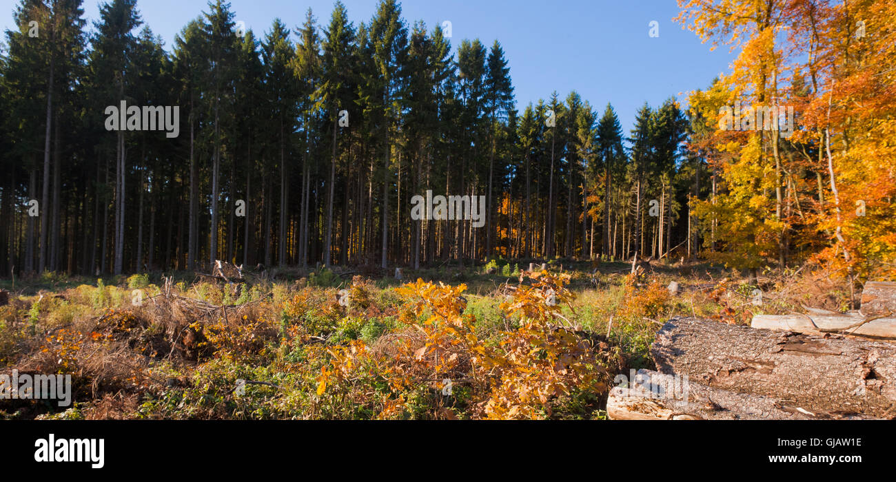 Clearcut Timber and Logpile Stock Photo - Alamy