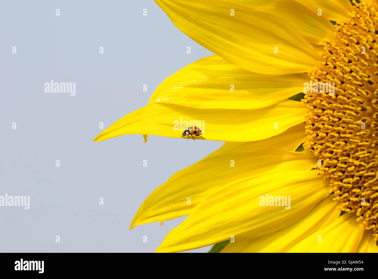 Lady beetle sunflower hi-res stock photography and images - Alamy