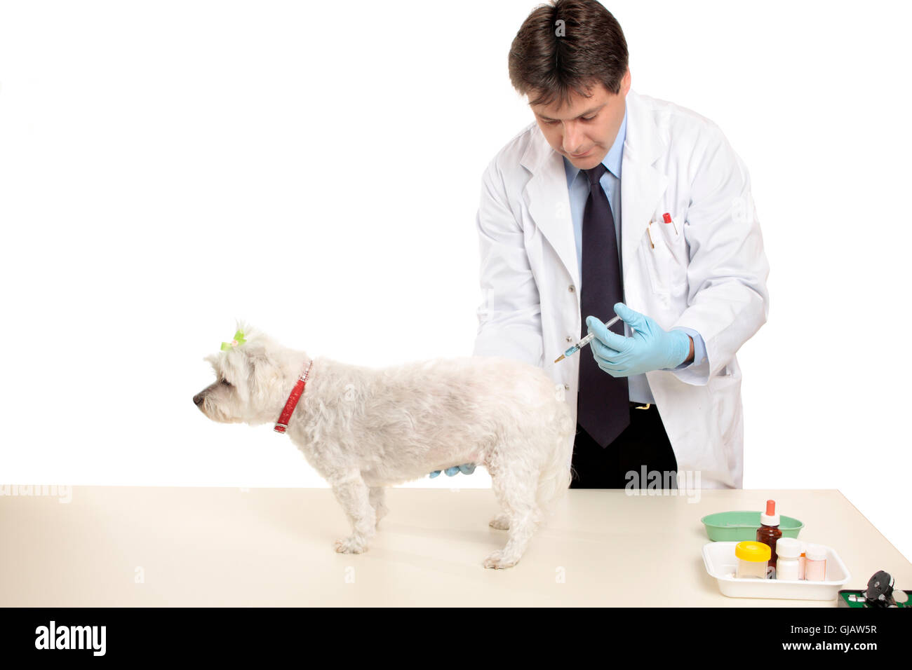 Animal receiving an injection Stock Photo - Alamy