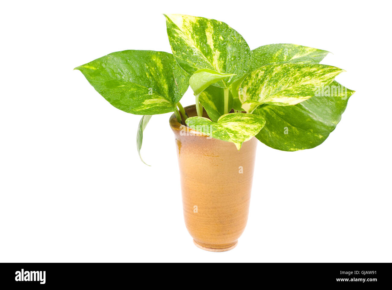 Isolated pothos in Pottery vase Stock Photo - Alamy
