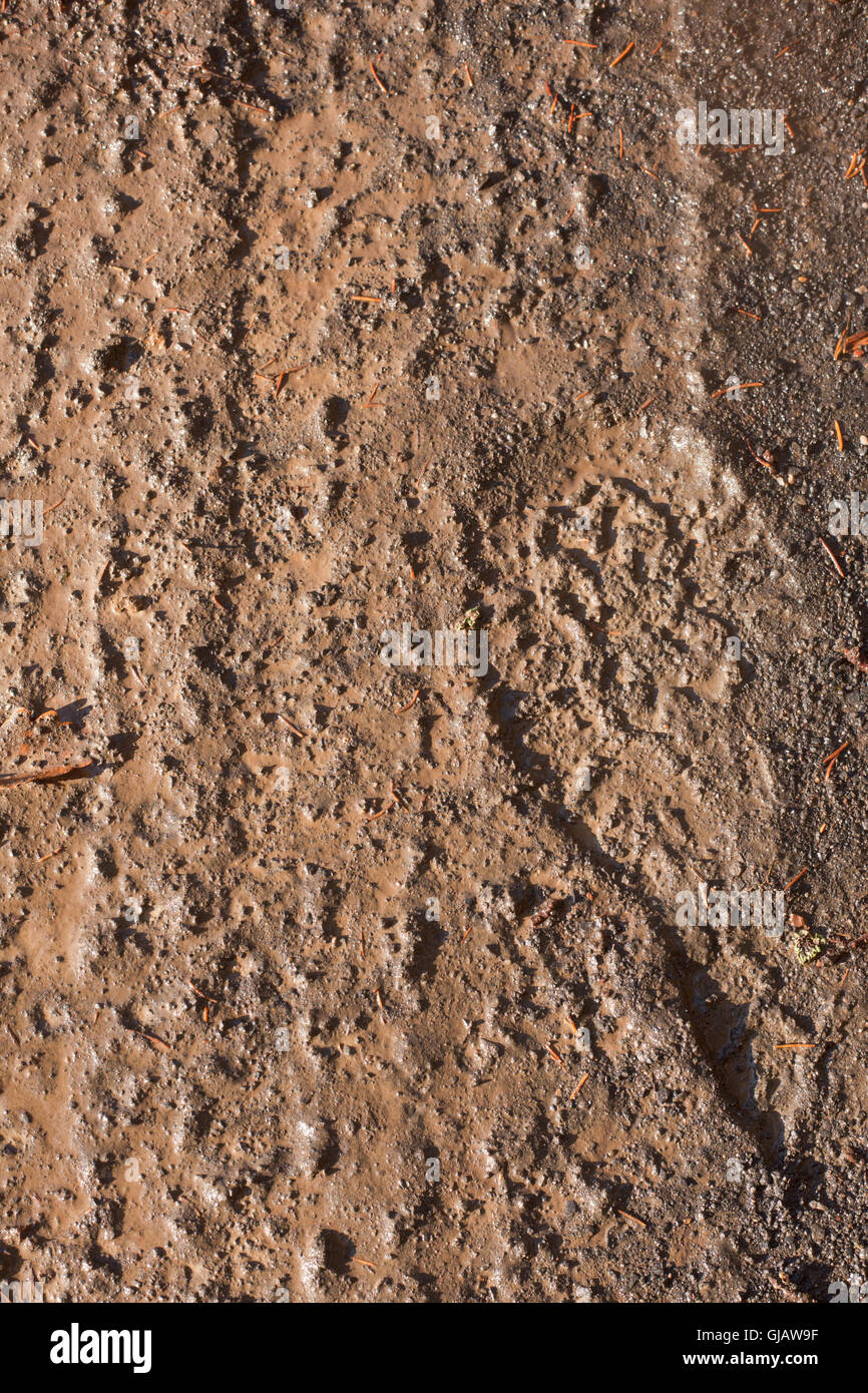 Tire tracks and foot print Stock Photo - Alamy