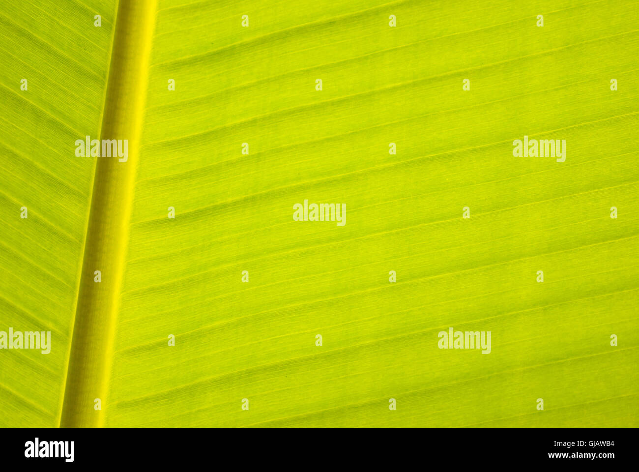 Banana leaf, parallel lines Stock Photo - Alamy