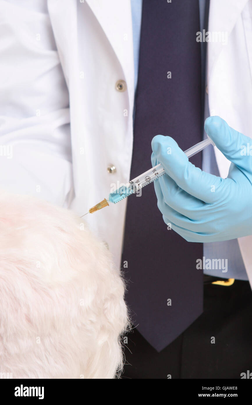 Vet giving animal injection Stock Photo - Alamy