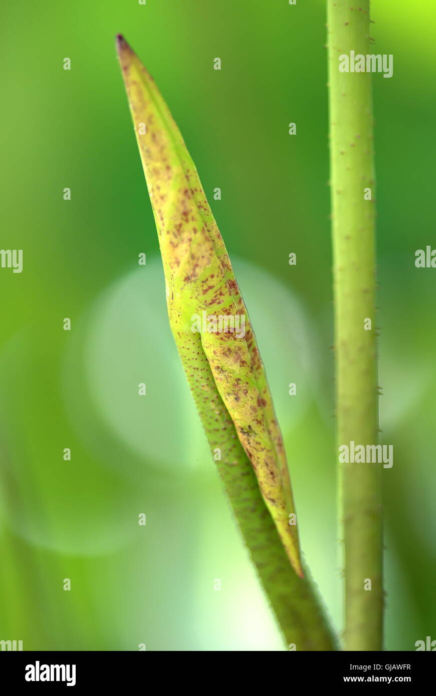 Lotus leaf tip Stock Photo - Alamy
